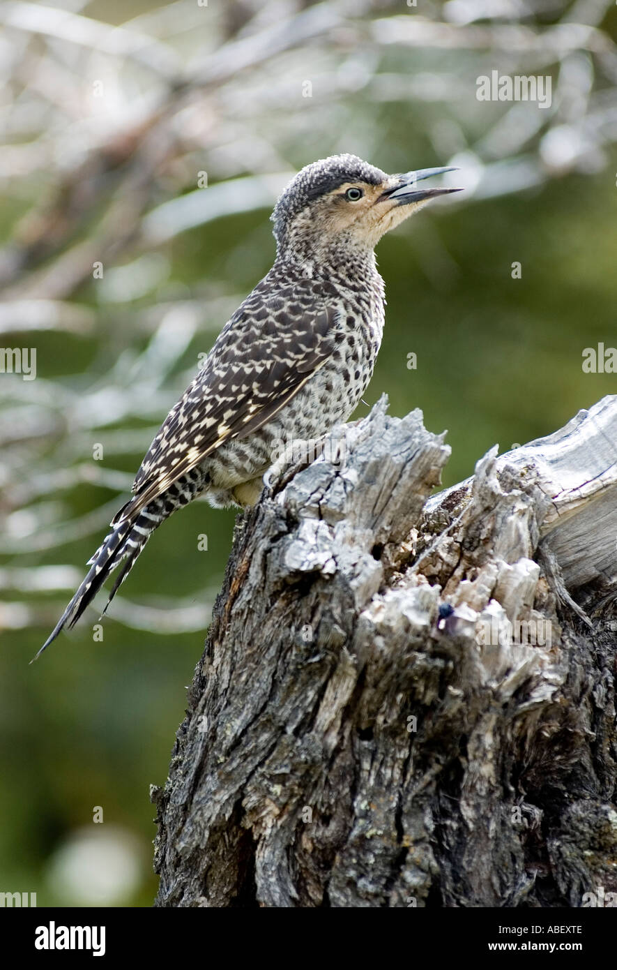 Pitius Woodpecker (Pitio colaptes) in Los Glaciares National Park ...