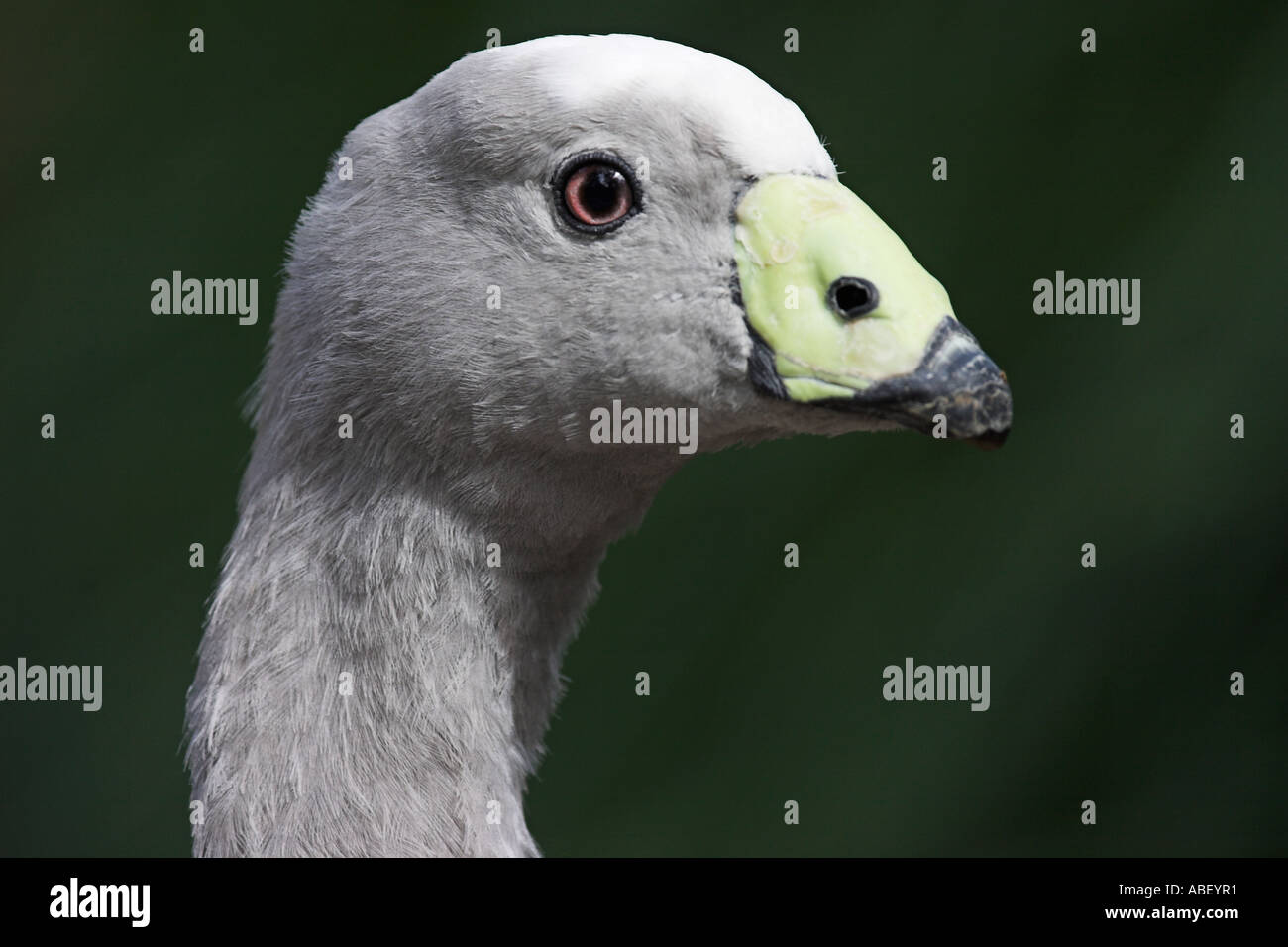 Barren goose hi-res stock photography and images - Alamy