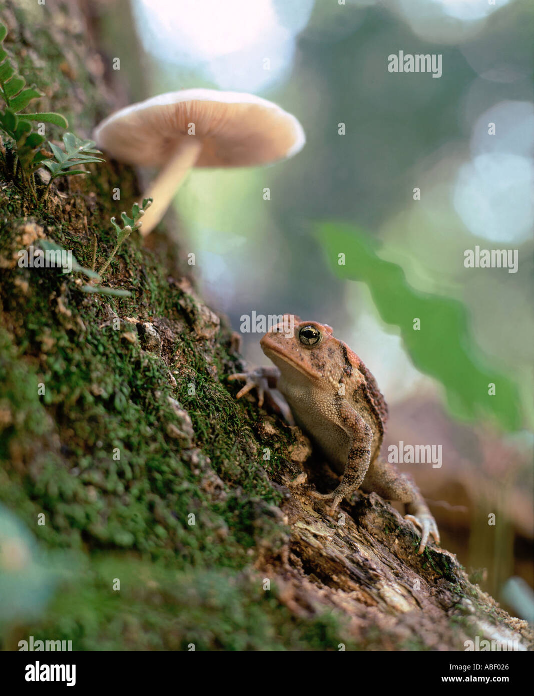 Toad On Mushroom Stock Photos & Toad On Mushroom Stock Images - Alamy