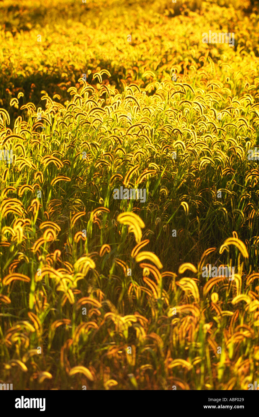 Foxtail grass backlit by late afternoon autumn sun Stock Photo - Alamy