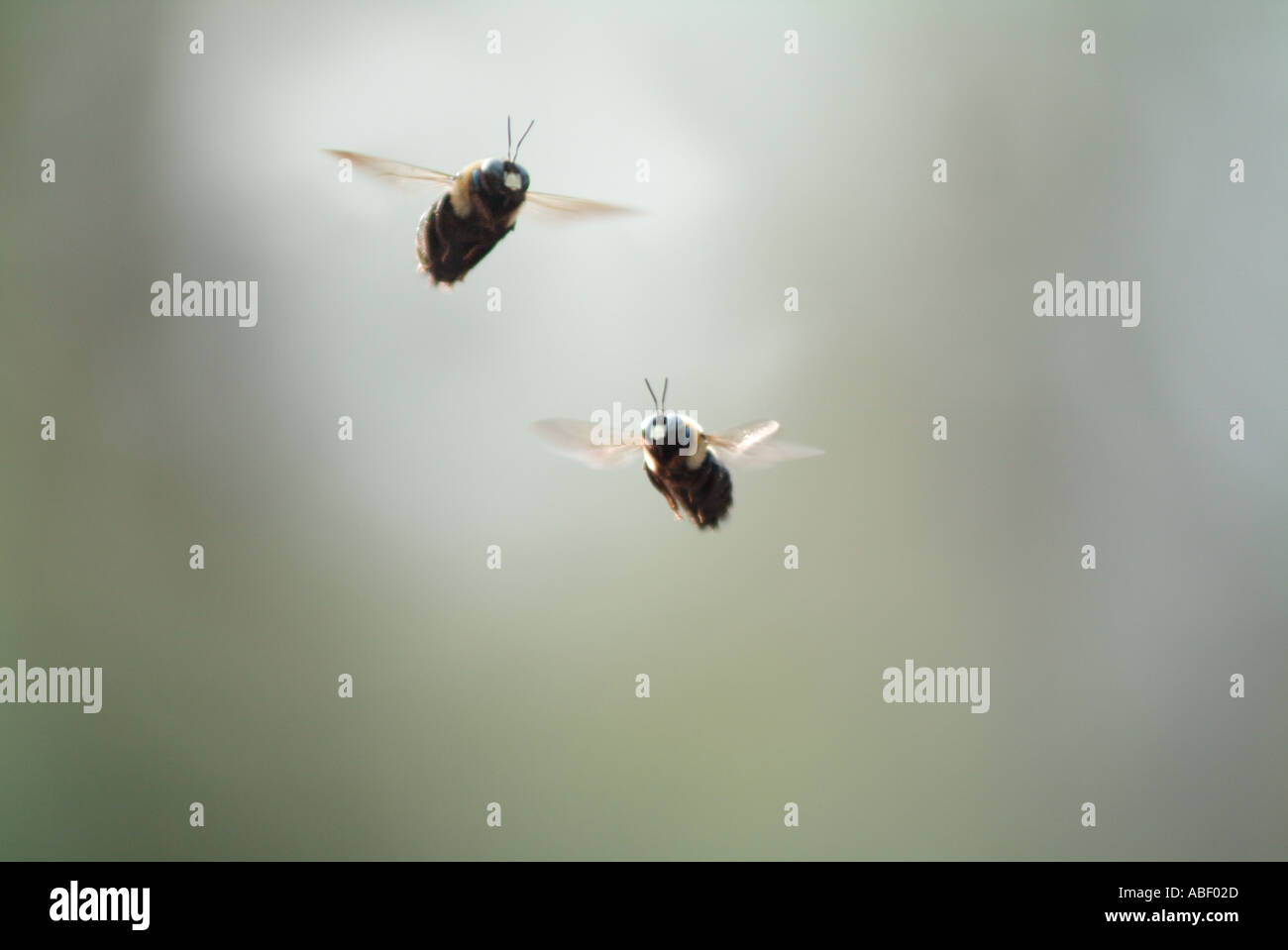 The bees hi-res stock photography and images - Alamy