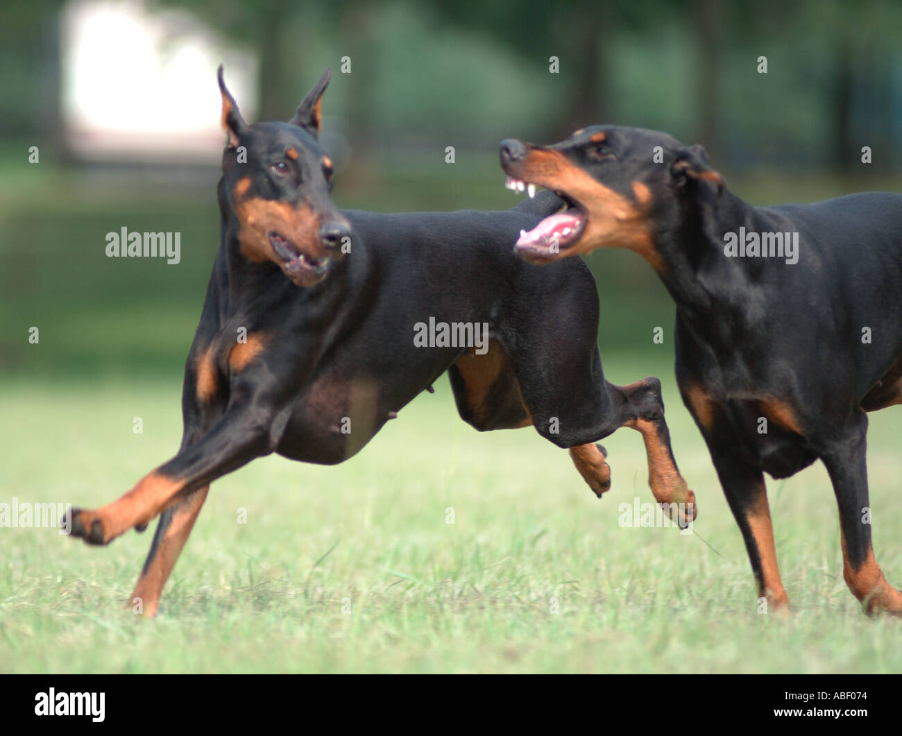 DOBERMAN Pincers run and play Stock Photo - Alamy
