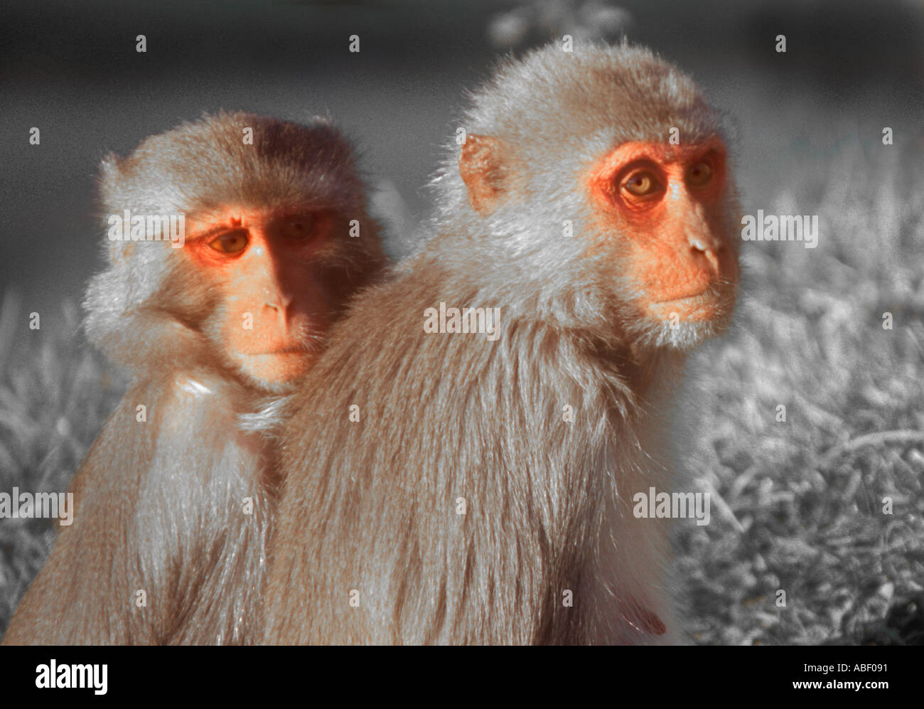 Rhesus monkeys Longleat Safari Park Wiltshire England Stock Photo - Alamy