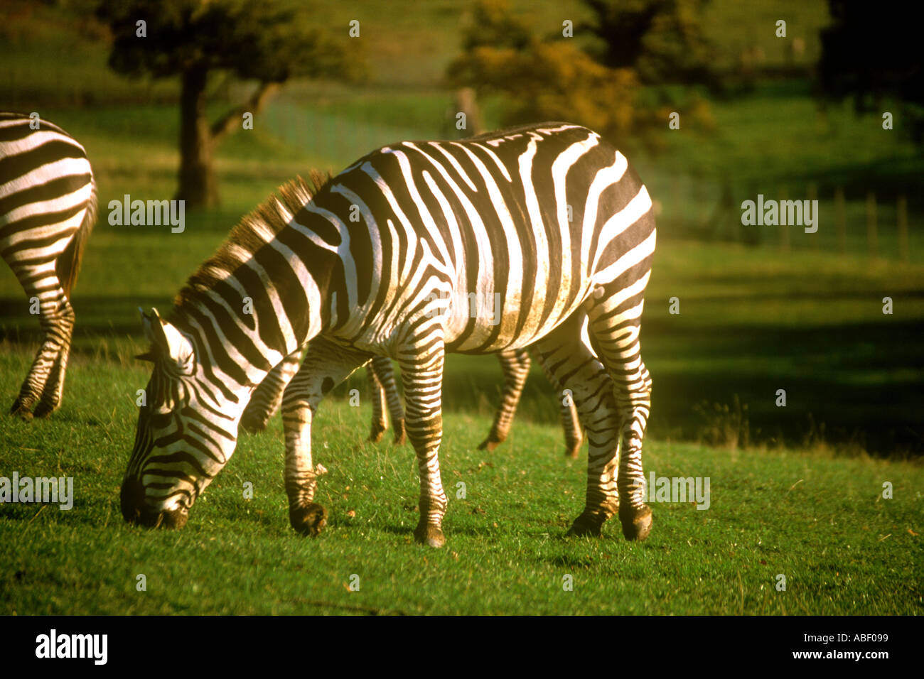 Grants zebra Longleat Safari Park Wiltshire England Stock Photo - Alamy