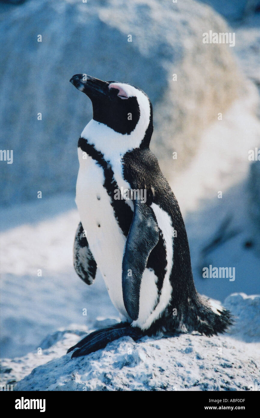 Proud African penguin at Cape colony in South Africa Stock Photo - Alamy