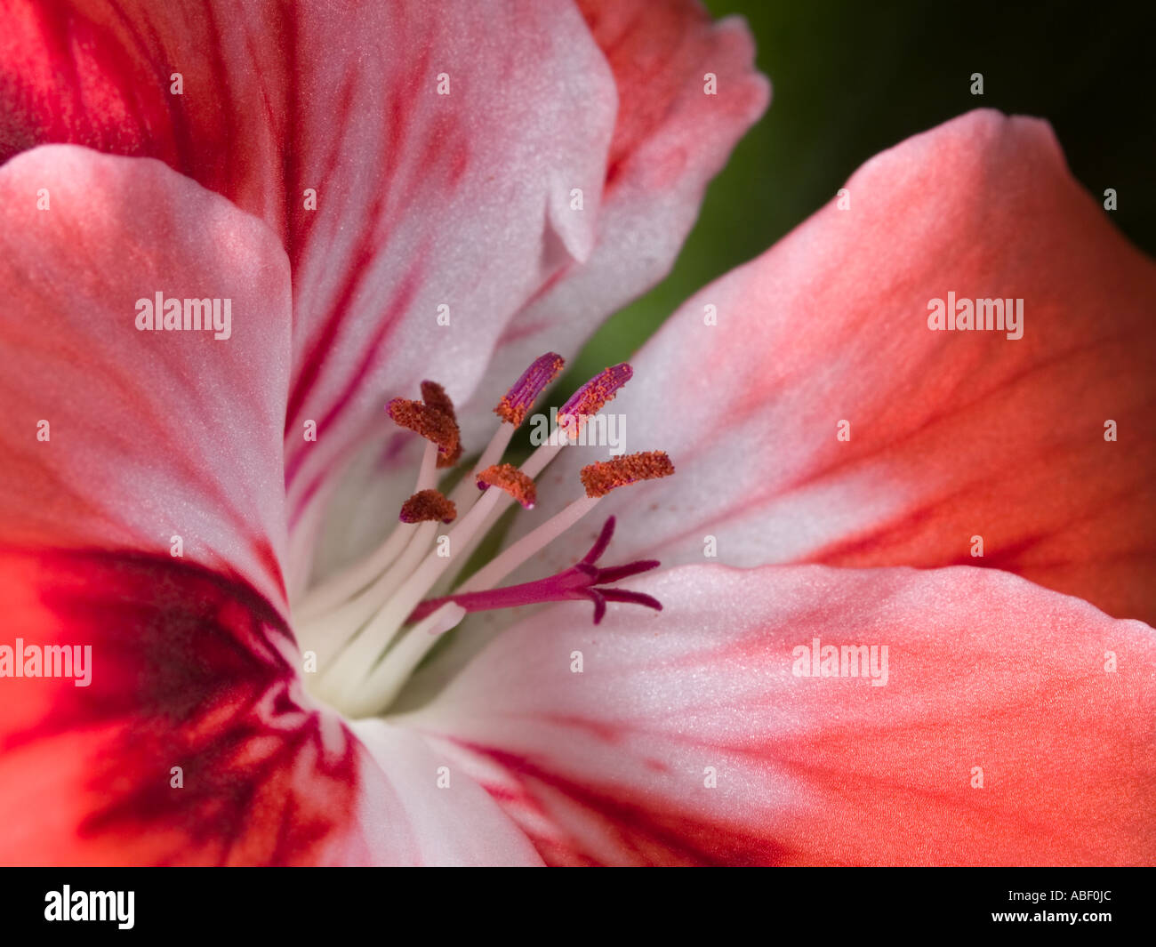 Red Geraniums Close Up