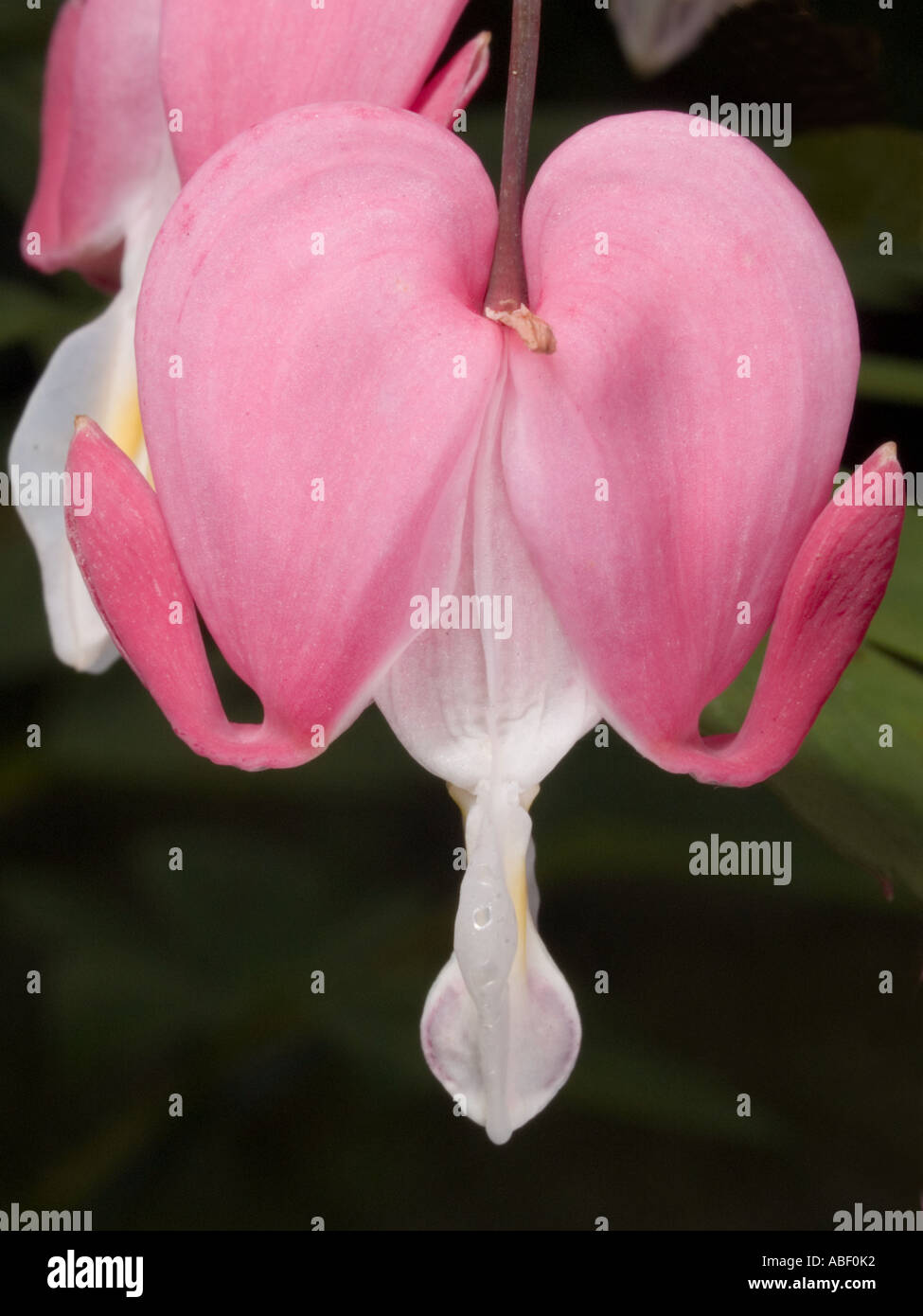 Macro shot of Dicentra spectabilis (bleeding heart, Lyre flower ...