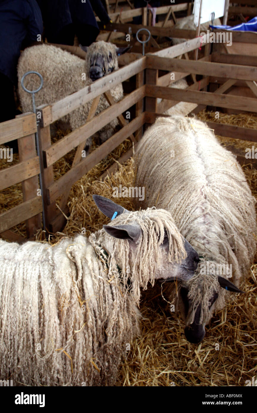 Two prize winning sheep at an agricultural show in Suffolk UK Stock ...