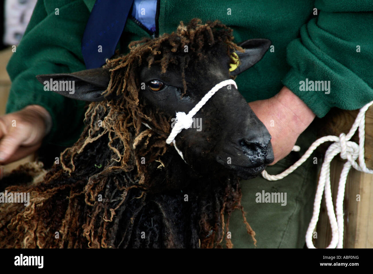 A prize winning Sheep at an agricultural show in Suffolk UK Stock Photo ...