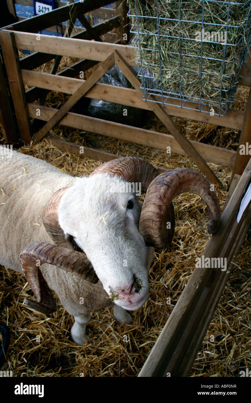 Prize ram uk hi-res stock photography and images - Alamy