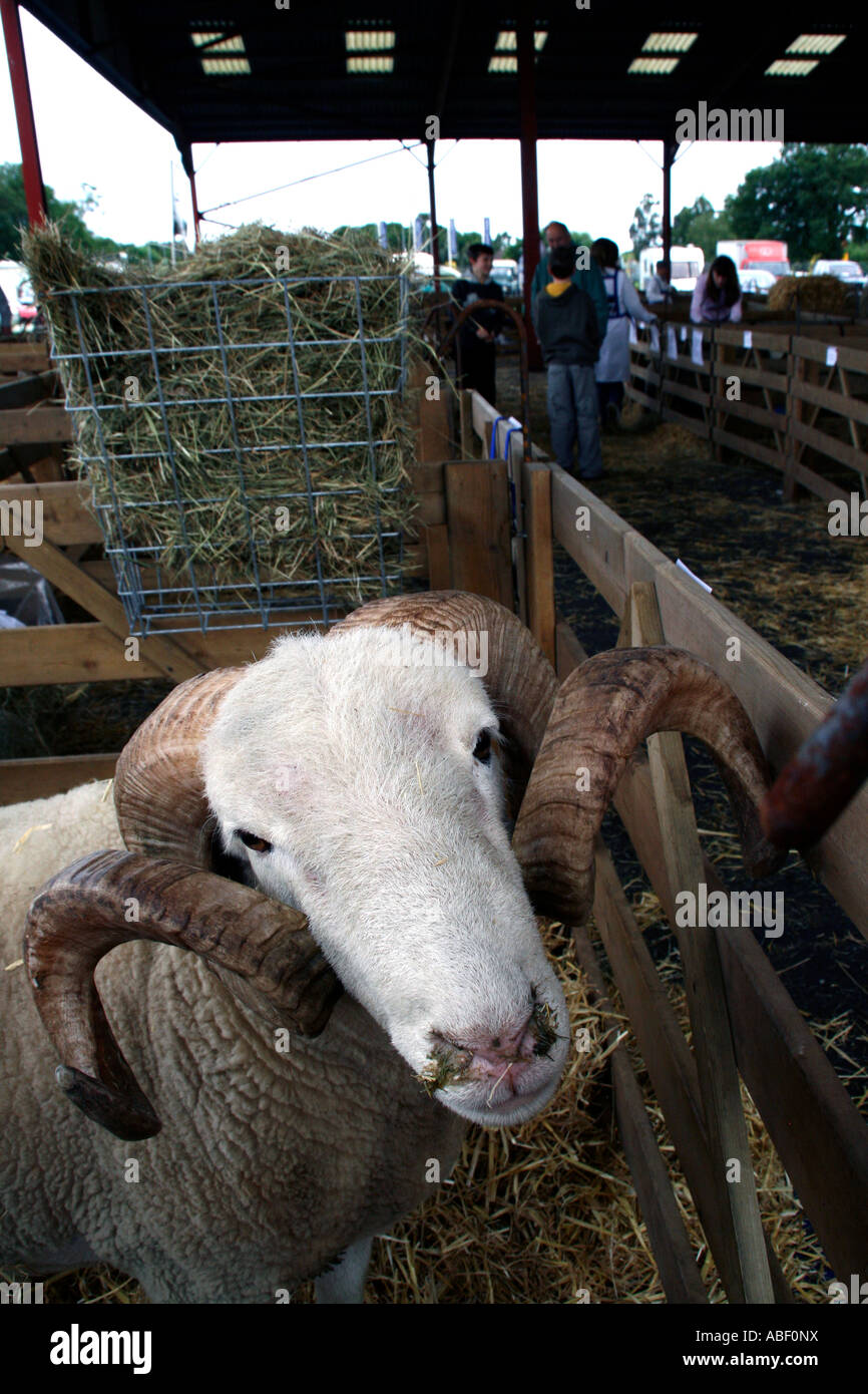 Prize ram uk hi-res stock photography and images - Alamy