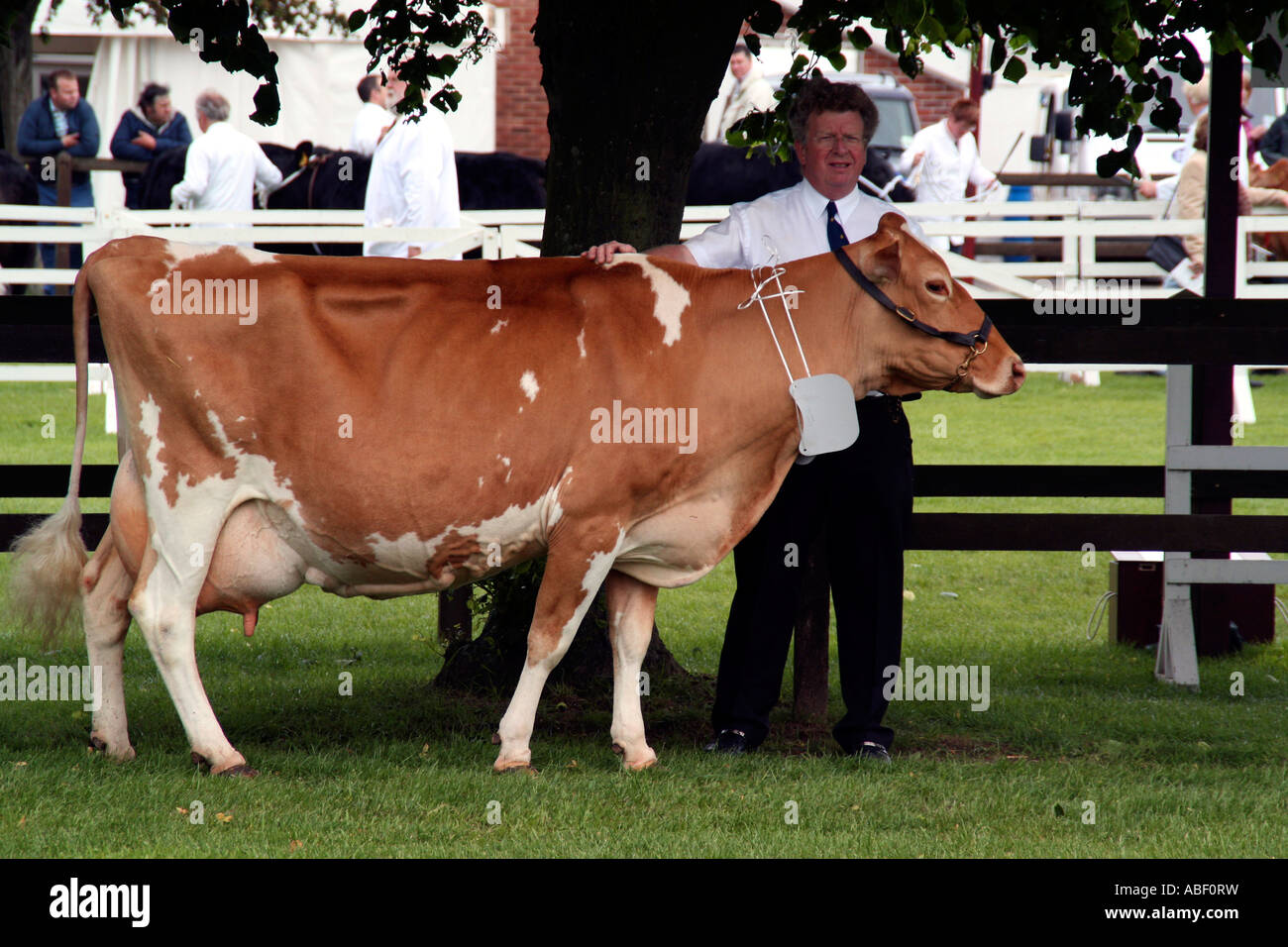 Prize winning cow at an agricultural show in Suffolk UK Stock Photo - Alamy