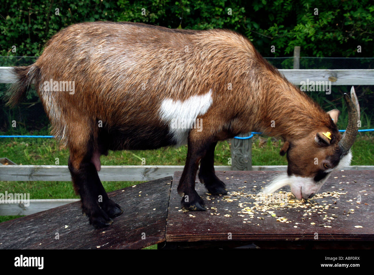 Prize winning Goat at an agricultural show in Suffolk UK Stock Photo ...