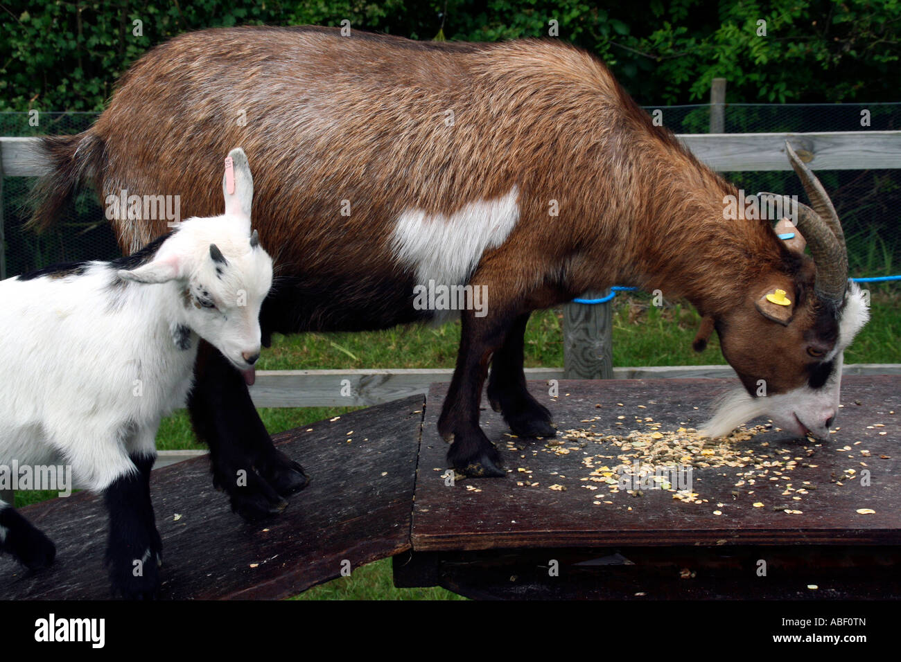 Prize winning Goat and Kid at an agricultural show in Suffolk UK Stock ...