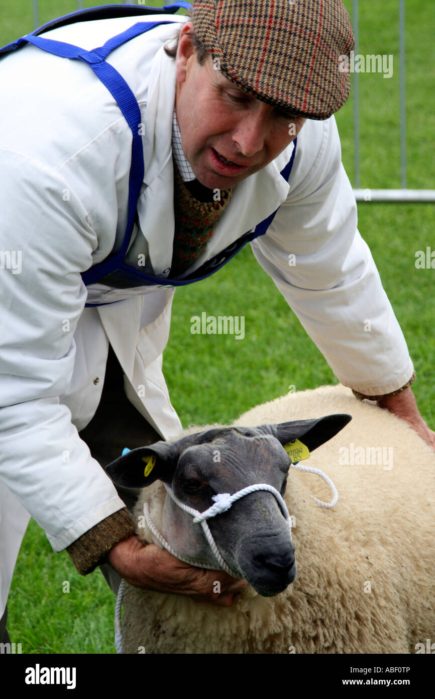 Prize winning Sheep at an agricultural show in Suffolk UK Stock Photo ...