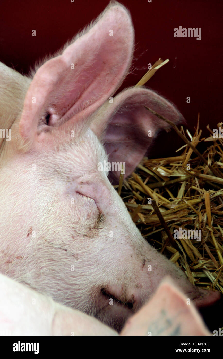 Prize winning Sow at an agricultural show in Suffolk UK Stock Photo - Alamy
