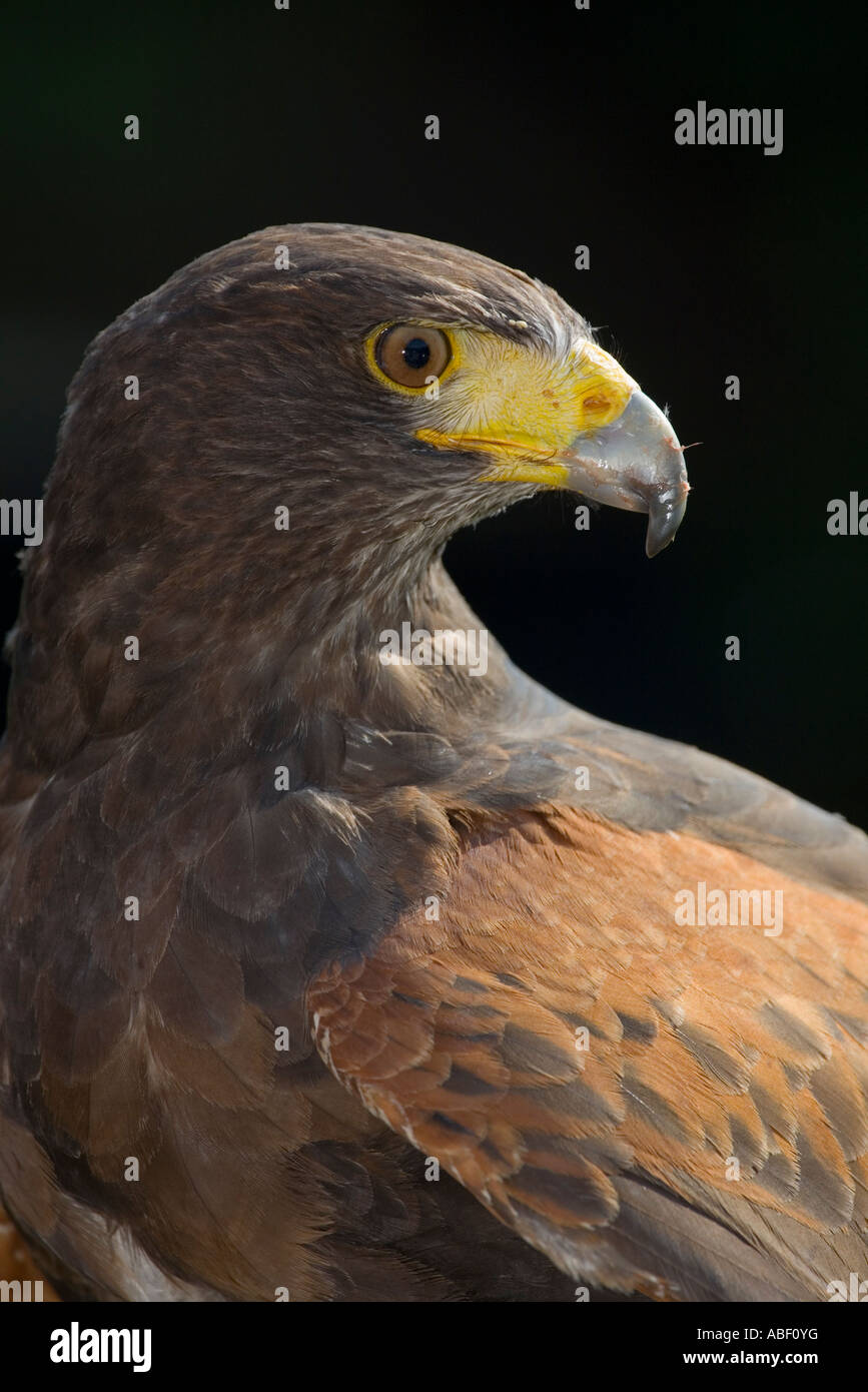 Imperial hunter hi-res stock photography and images - Alamy