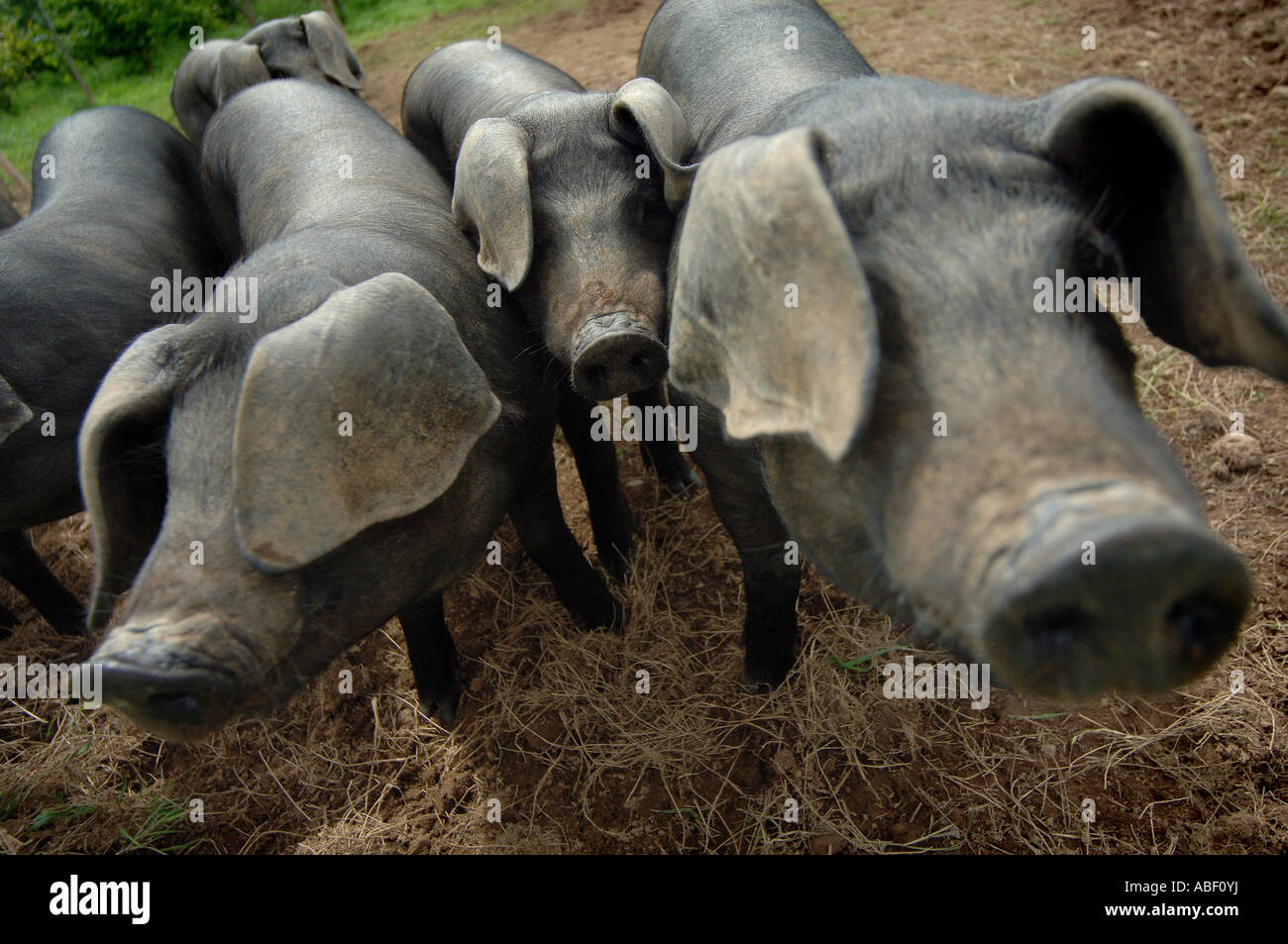 Tina Bricknell-Webb pictured with her Large Black breed of pigs at ...