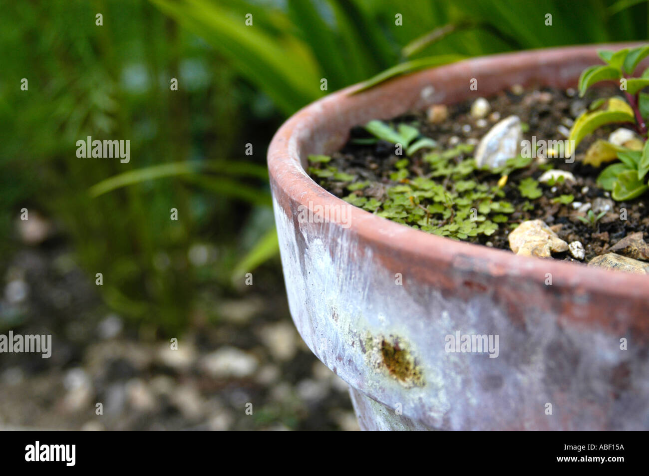Broken Terracotta Plant Pot High Resolution Stock Photography and ...