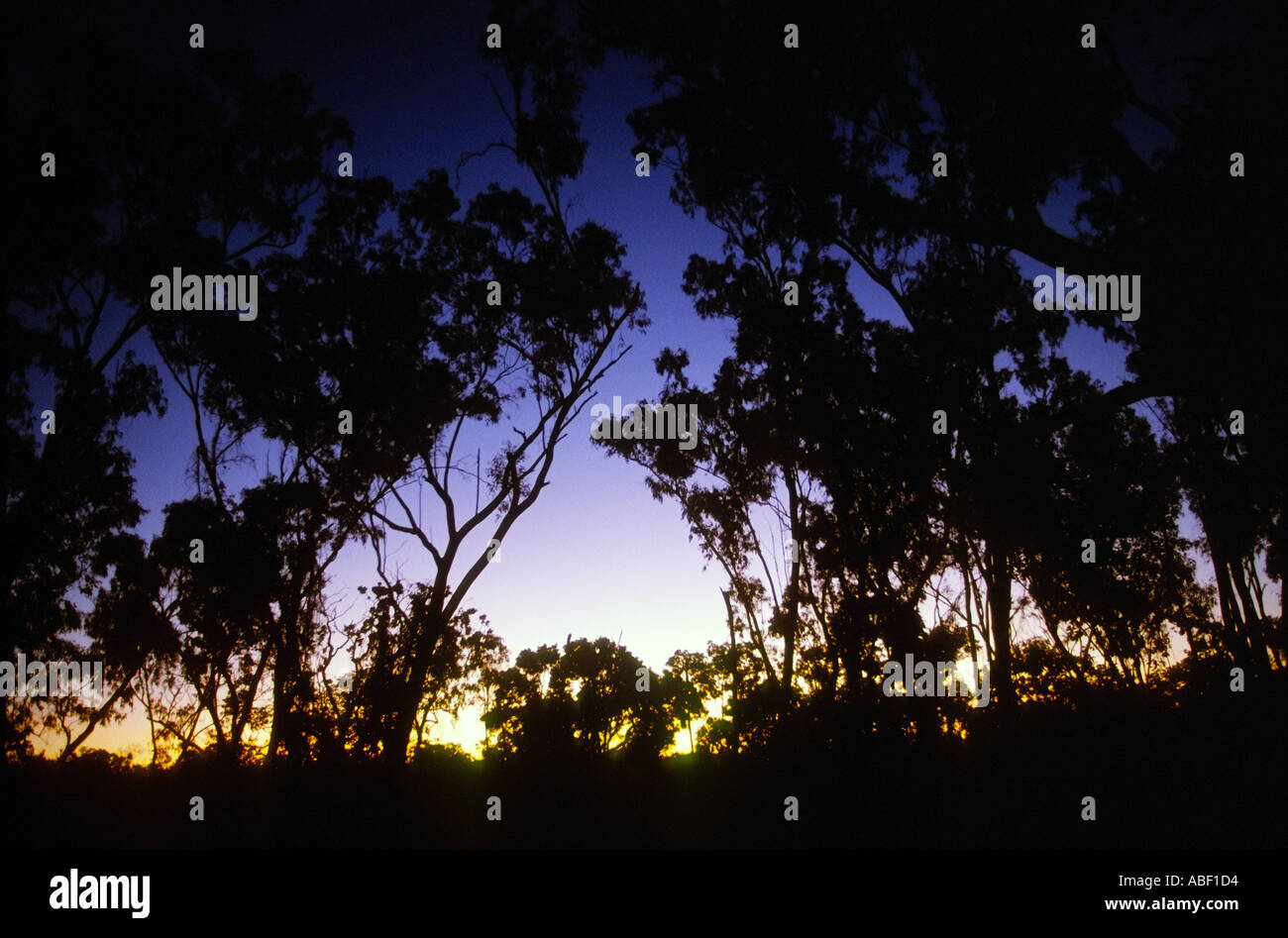Kimberley australia tree sunset hi-res stock photography and images - Alamy