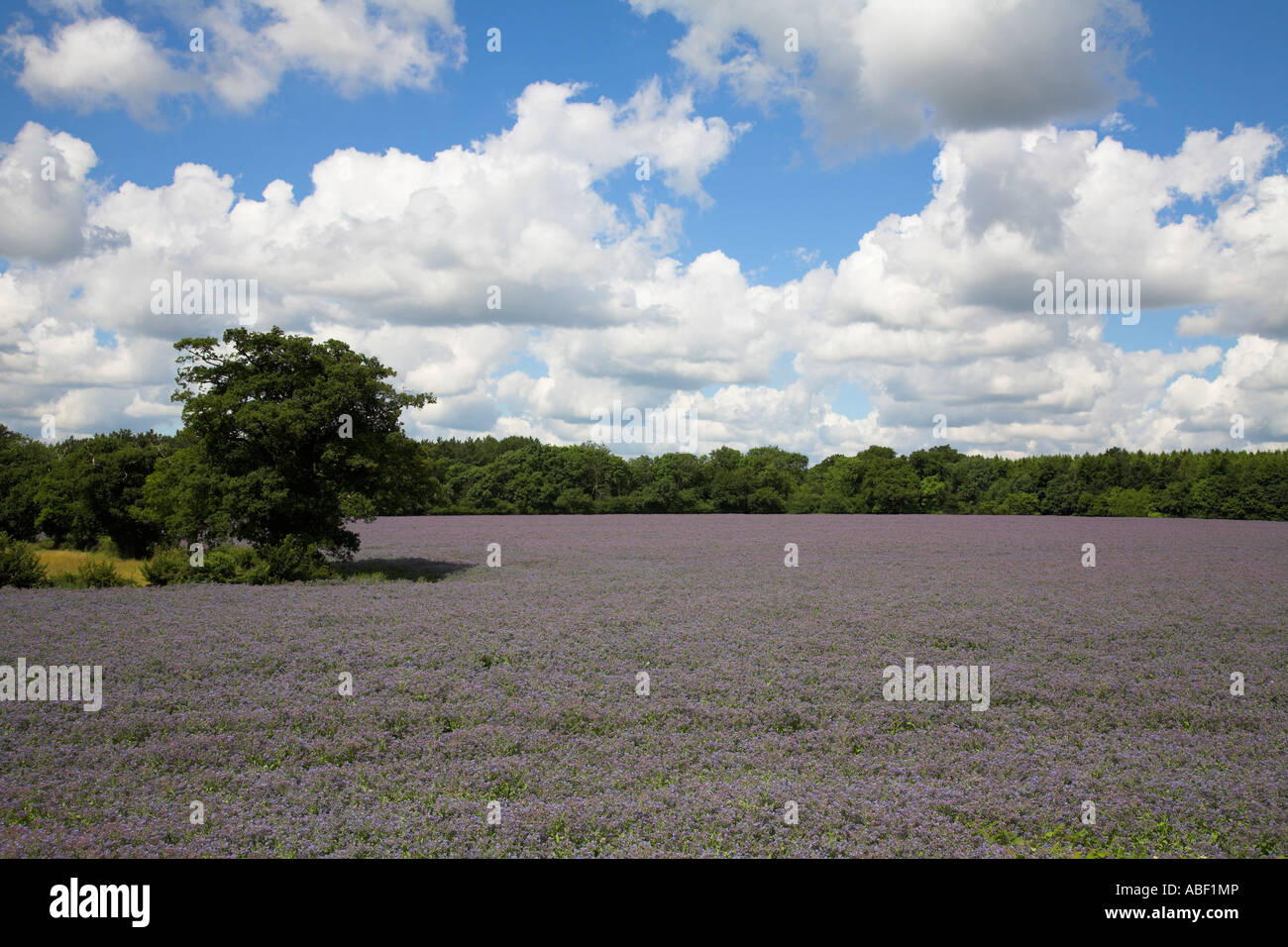 A crop of common flax used to produce linseed oil Stock Photo - Alamy