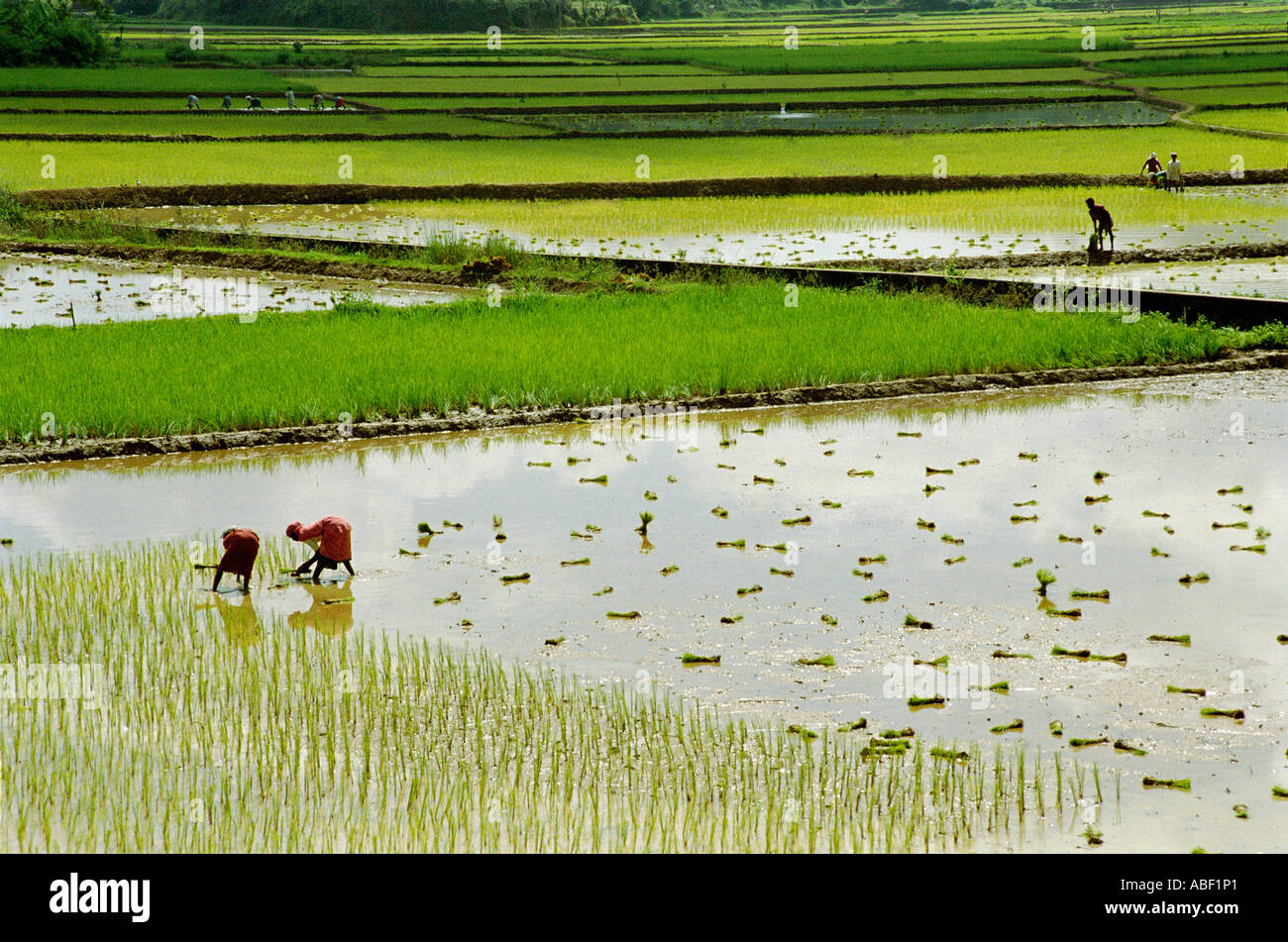A picturesque view of paddy fields of Kerala India Stock Photo - Alamy