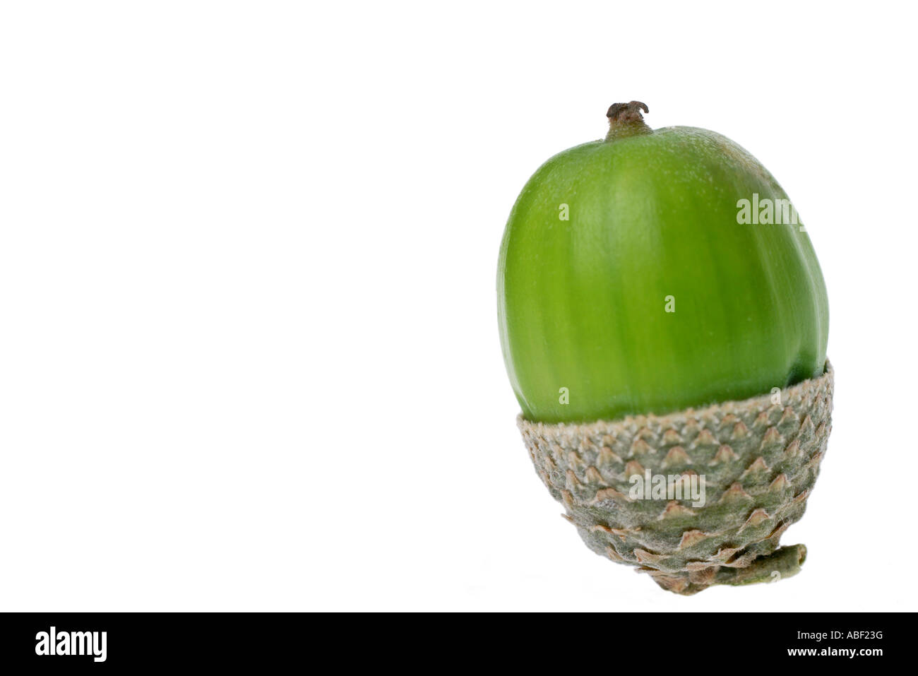 Acorn seed dispersal hi-res stock photography and images - Alamy