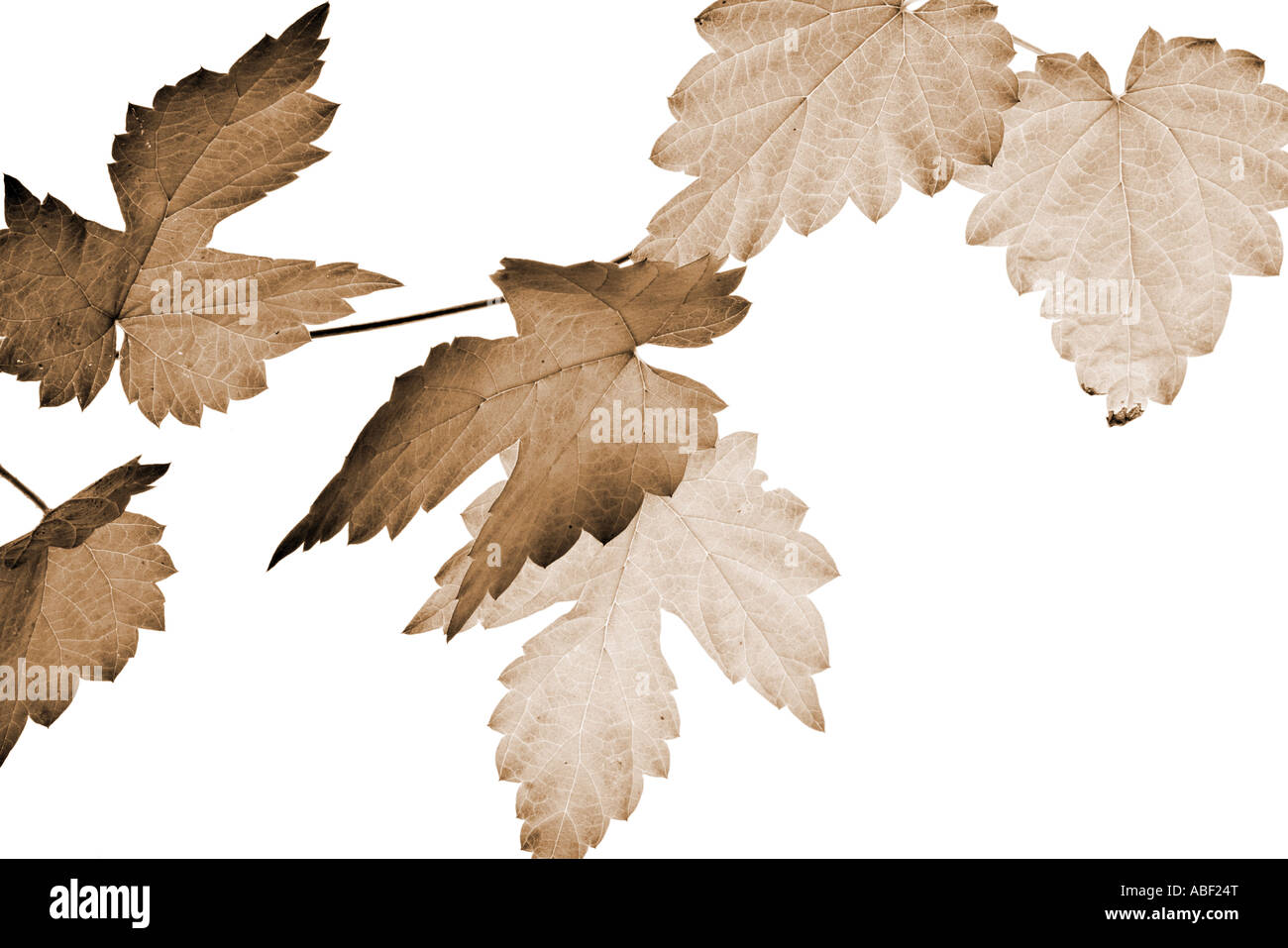 hop leaf in sepia Stock Photo - Alamy