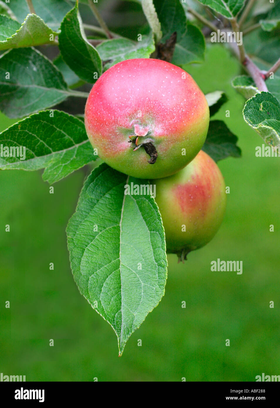 Two apples growing on branch hi-res stock photography and images - Alamy