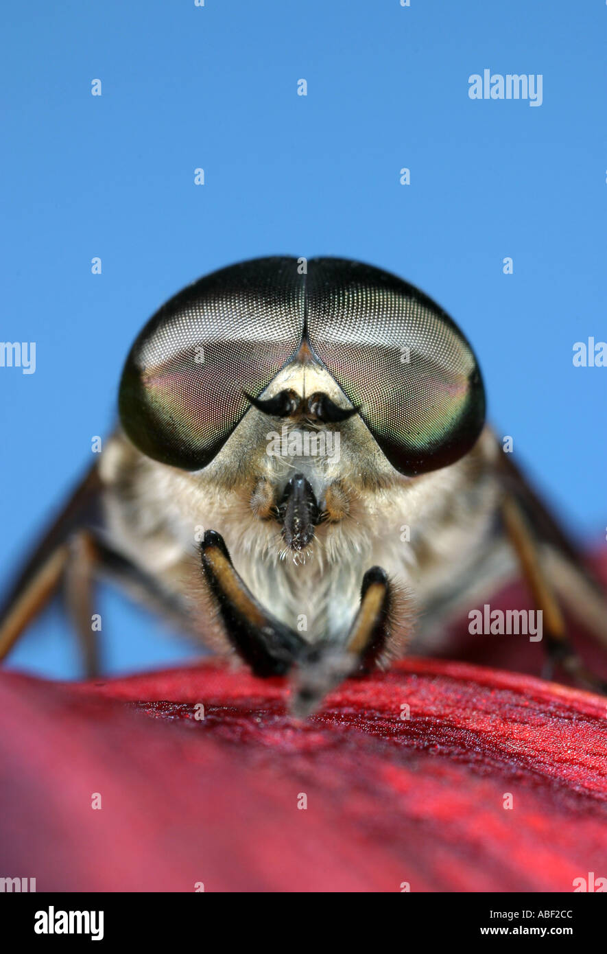 Biting horse flies hi-res stock photography and images - Alamy