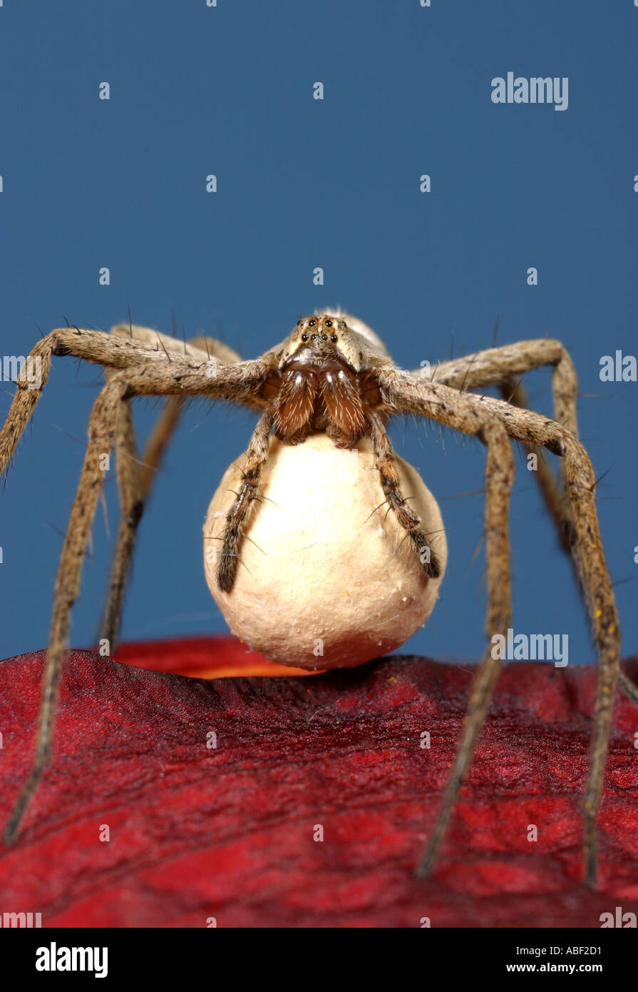 Female Nursery Web Spider Carrying Egg Sac in Jaws Stock Photo - Alamy