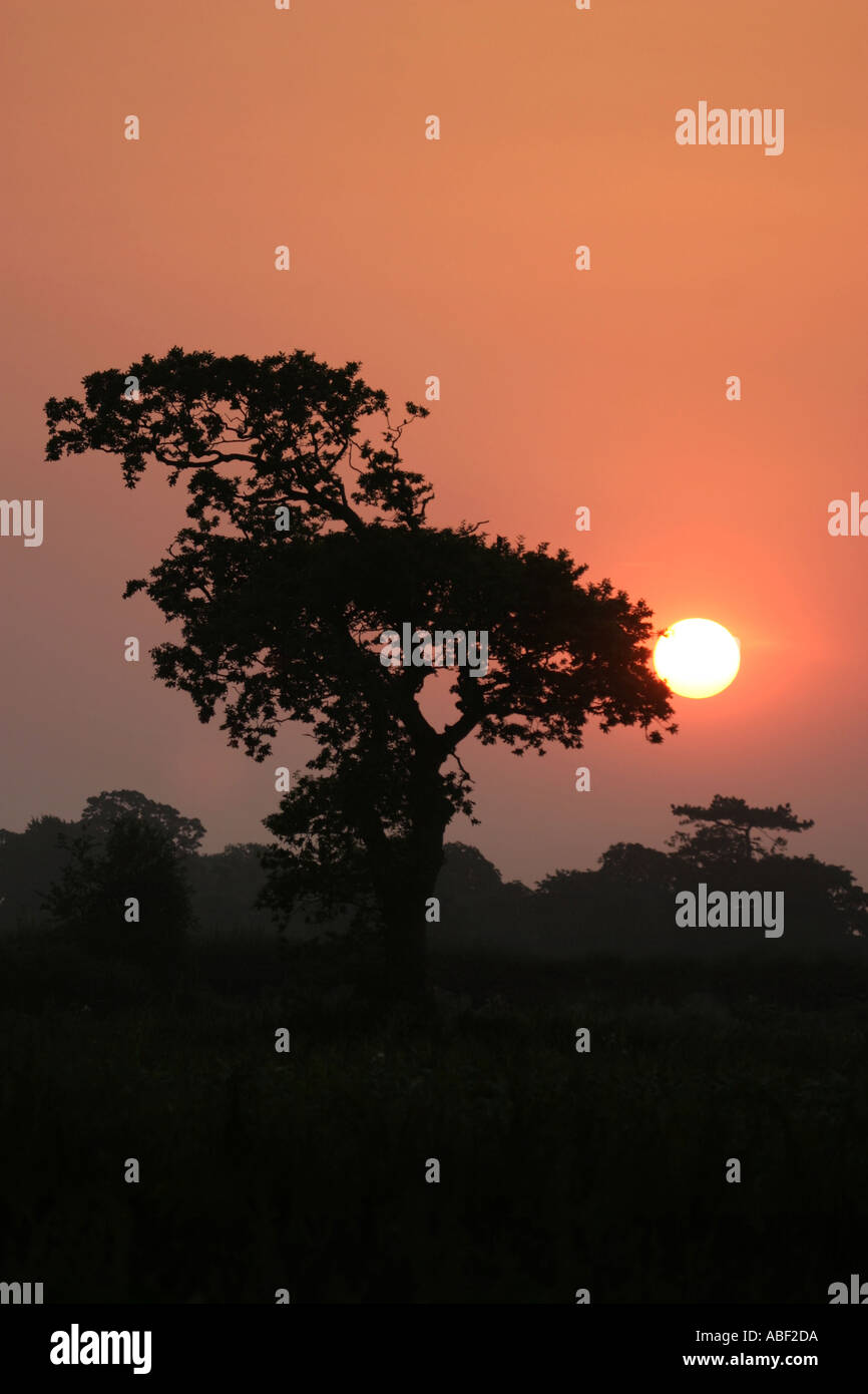Sunset with Trees Norfolk UK Stock Photo - Alamy