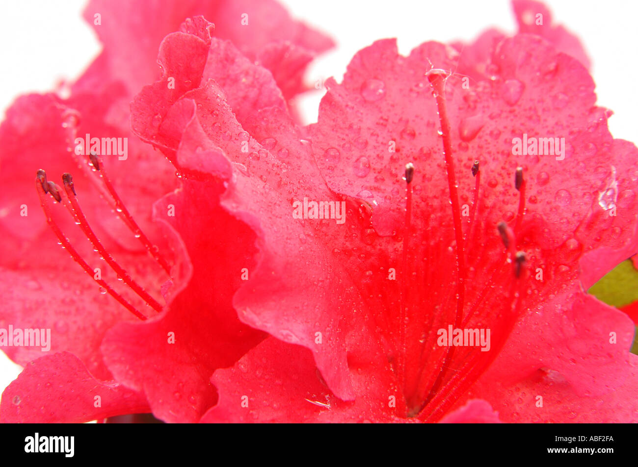 Flourish Batten High Resolution Stock Photography and Images - Alamy