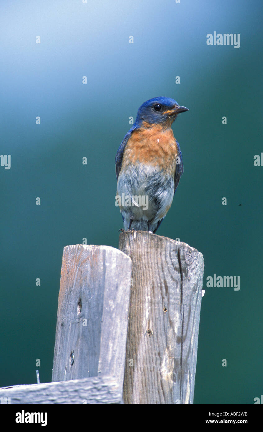 A male Eastern bluebird stands guard atop his nest box Apple orchard ...