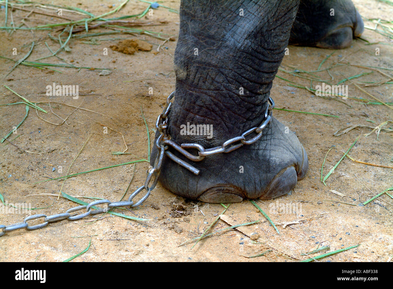 Elephant toenails hi-res stock photography and images - Alamy