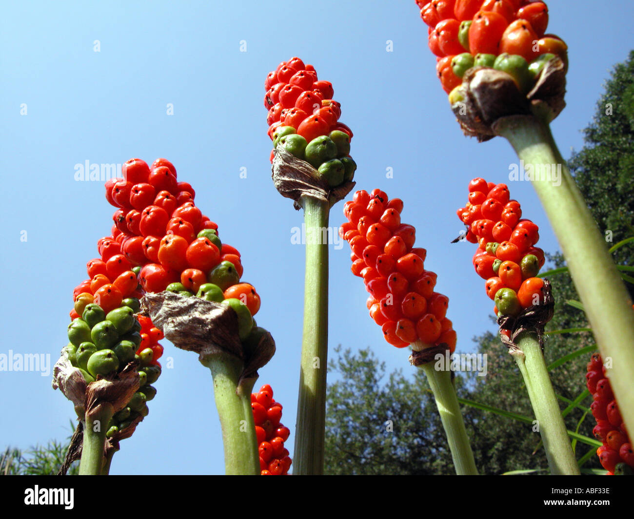 ARACEAE Arum Maculatum L Aron Aronstab geophyt hygromorph subatl submed ...