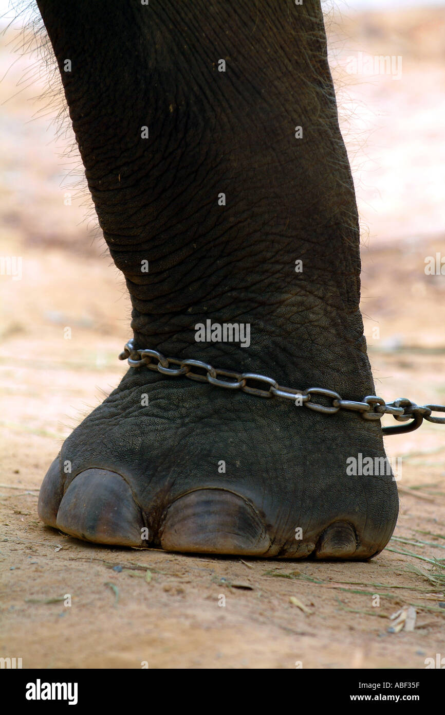 Elephant tethered hi-res stock photography and images - Alamy