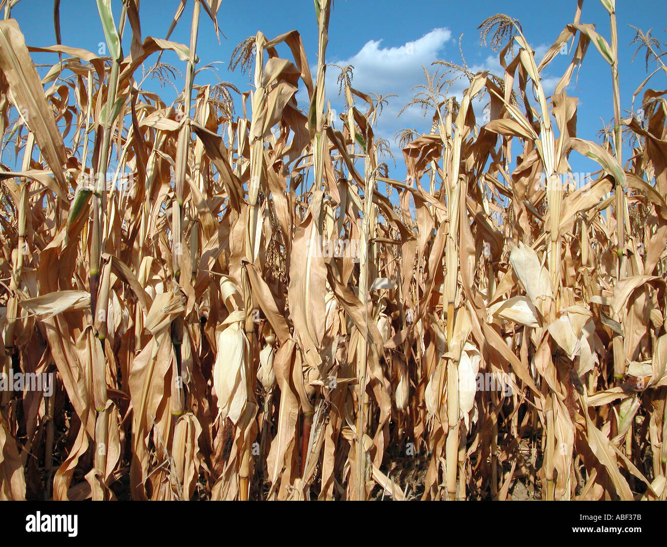 scarcity of water dried plants Stock Photo - Alamy