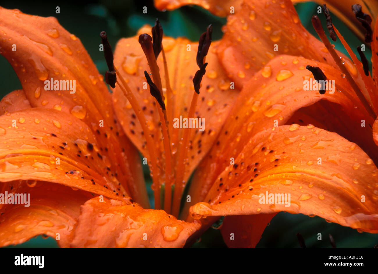 Pixie lilies hi-res stock photography and images - Alamy