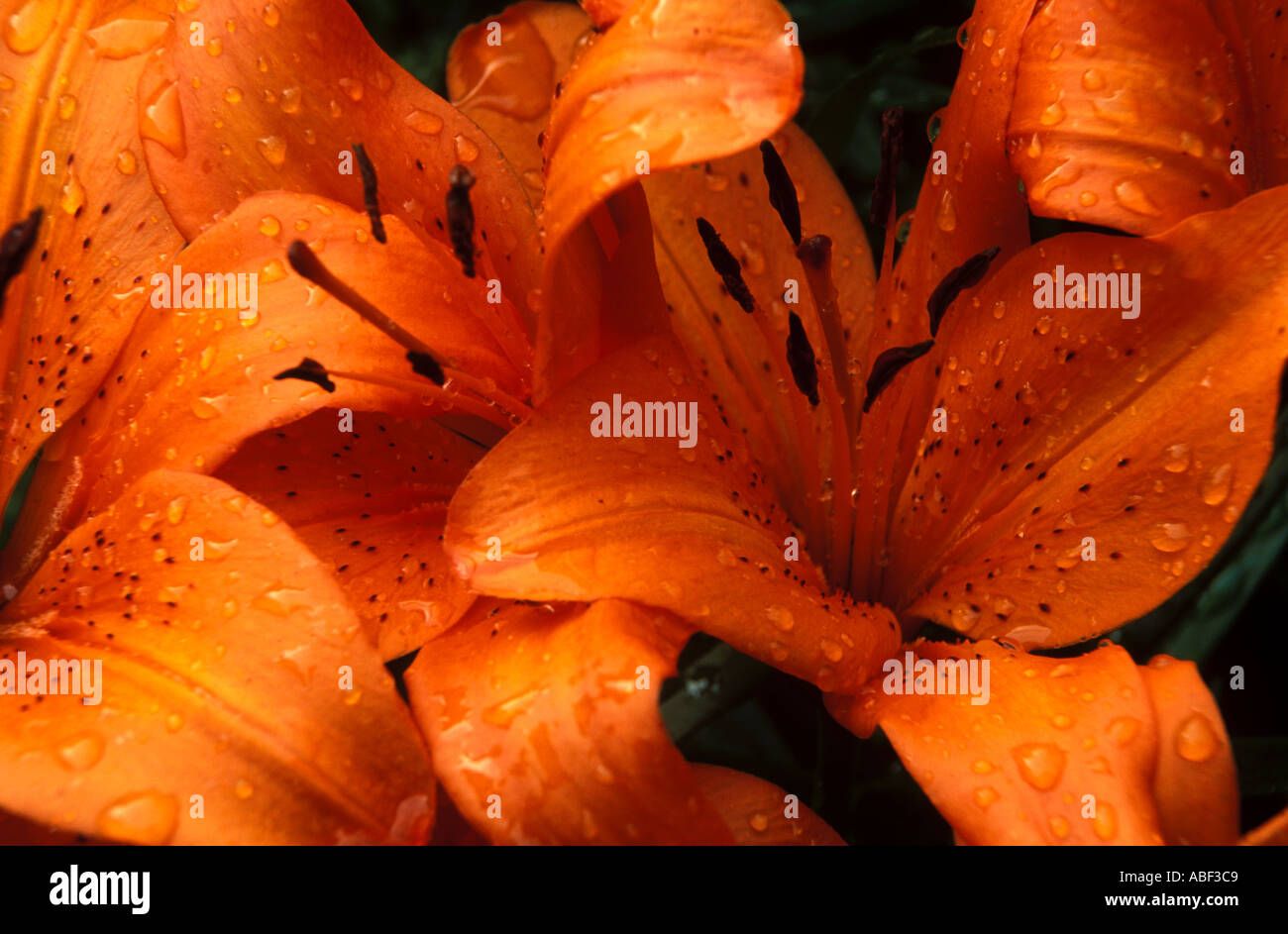 Pixie lilies hi-res stock photography and images - Alamy