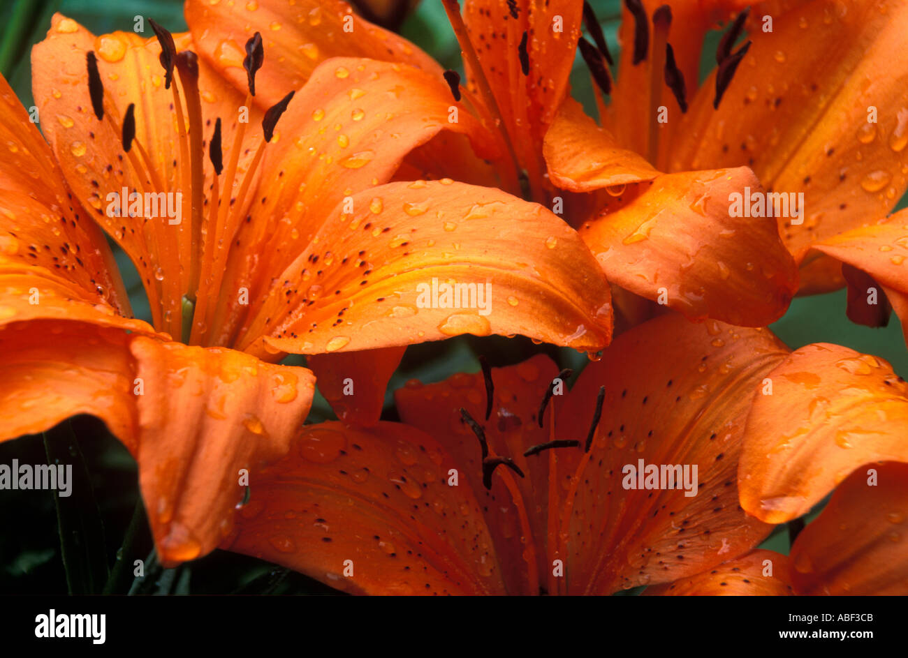 Pixie lilies hi-res stock photography and images - Alamy