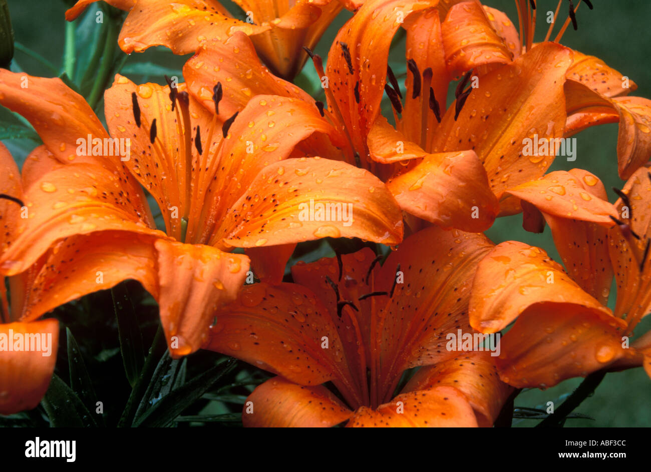 Pixie lilies hi-res stock photography and images - Alamy