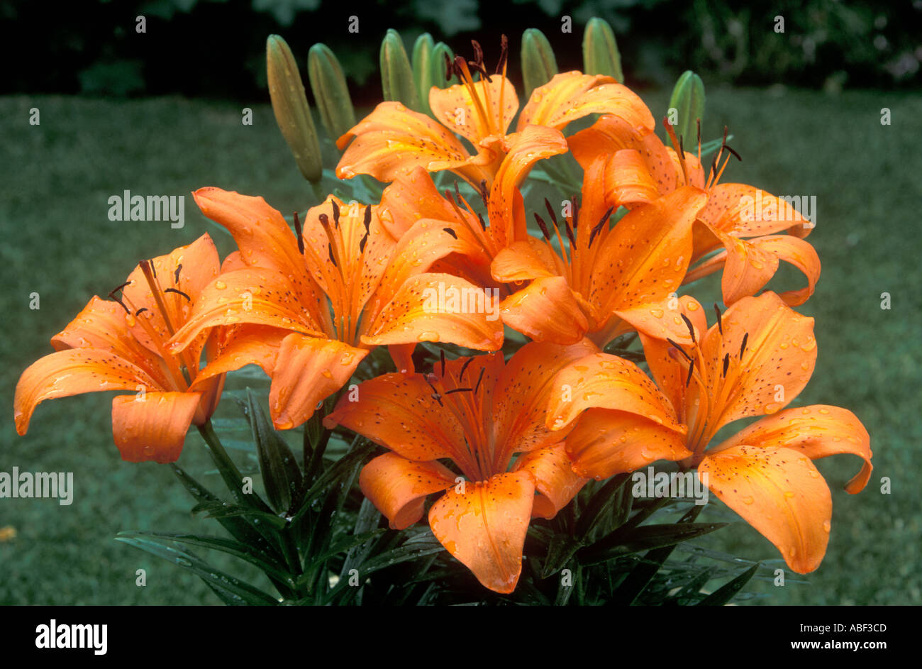 Pixie lilies hi-res stock photography and images - Alamy