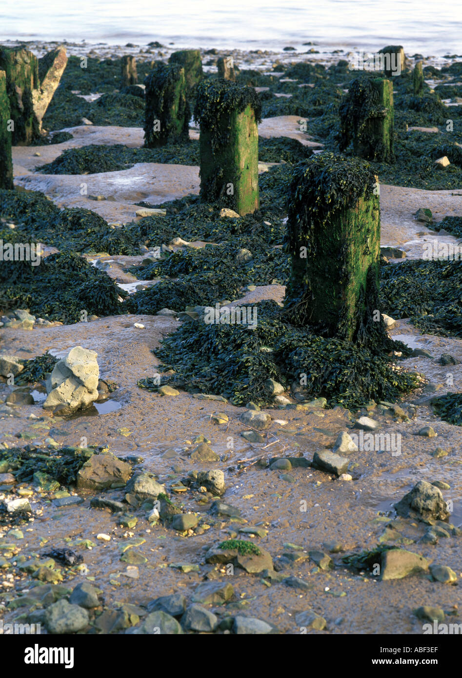 jetty stumps on river foreshore Stock Photo - Alamy