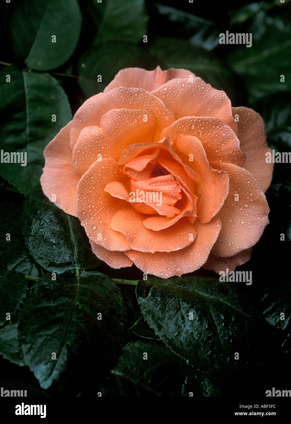 sunset boulevard rose Stock Photo - Alamy