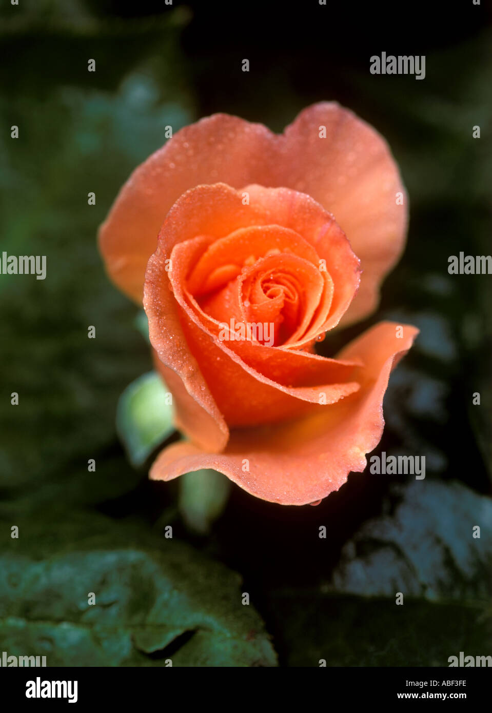 sunset boulevard rose Stock Photo - Alamy