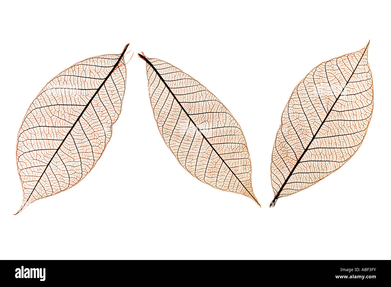 Each system has three leaves hi-res stock photography and images - Alamy