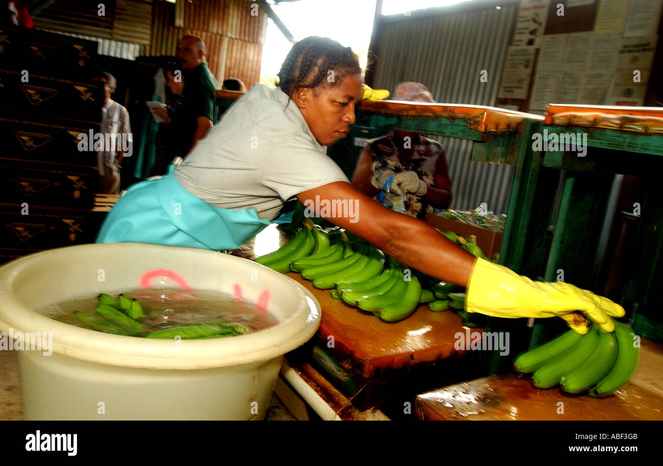 Washing Bananas High Resolution Stock Photography and Images - Alamy