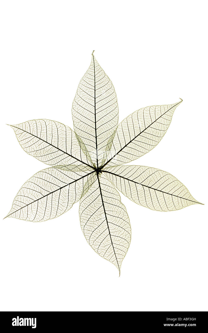 Flower power Cut Out Stock Images & Pictures - Alamy