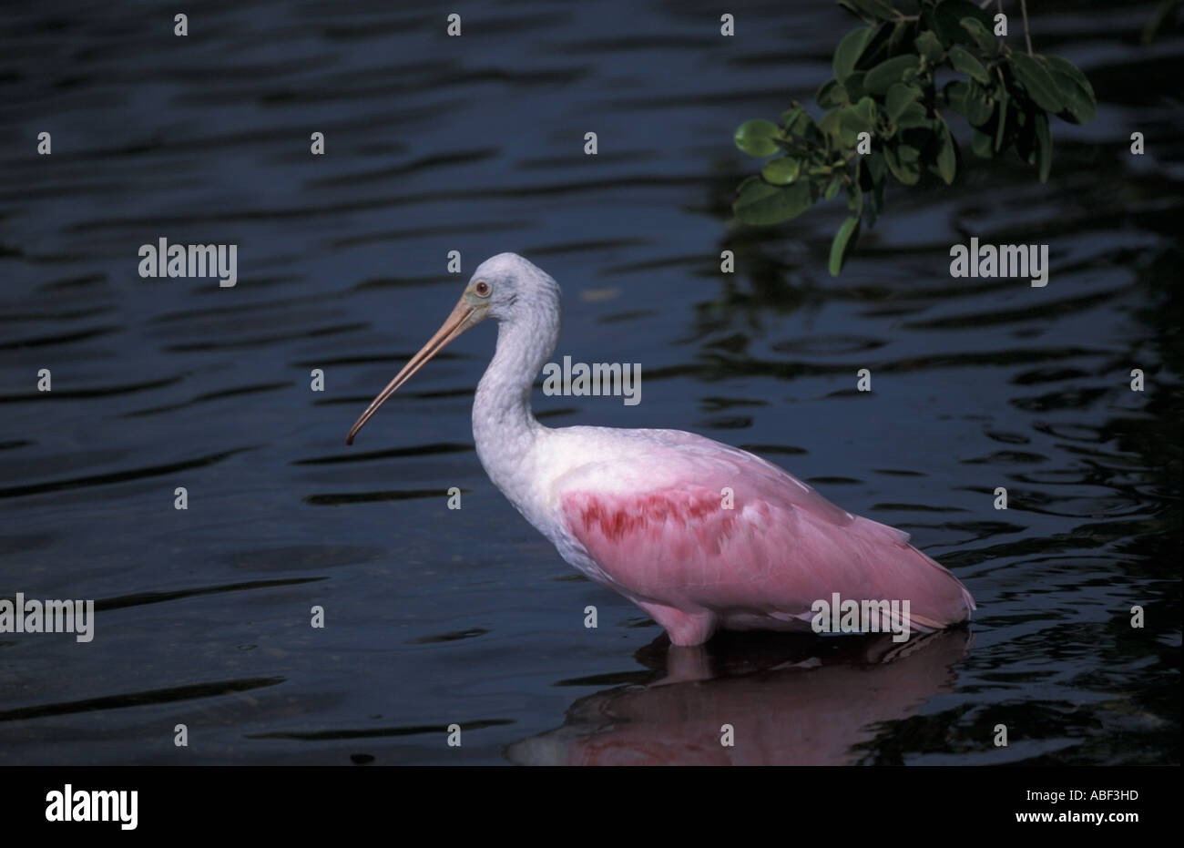 Sanibel FL Roseate spoonbill Ajaia ajaja in a red mangrove swamp at ...